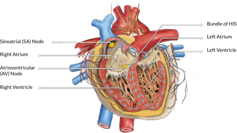 ReactDx | Heart Health - Latest Heart Health News